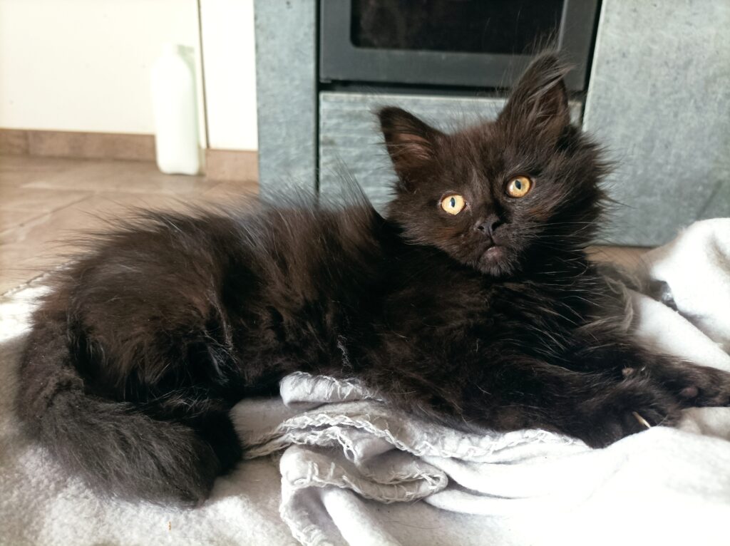 Nos chatons - Chatterie Des Roses De Velours